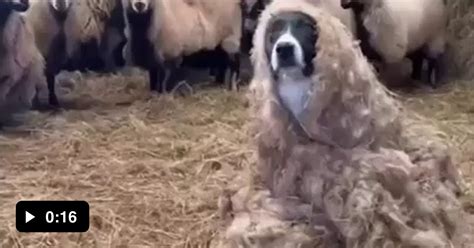Day 12 They Continue To Suspect Nothing Sheep Yes We Do 9gag