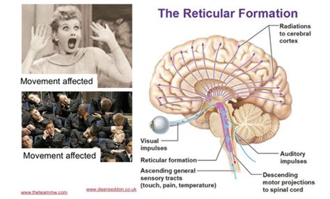 Extrapyramidal System Anatomy And Clinical Importance Kenhub