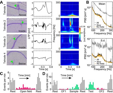 Sharp Wave Ripple Complexes In Degus A Representative Example Of A