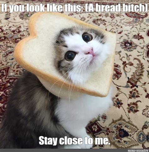 Create Meme Cat Cute Cats Cat In Bread Pictures Meme