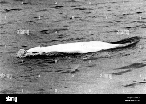 Moby Dick The White Belugale Wale Swims Upstream The Rhine The