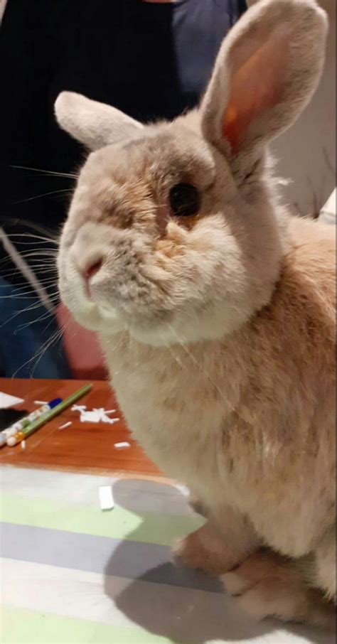 My Rabbit Sally Scrolller