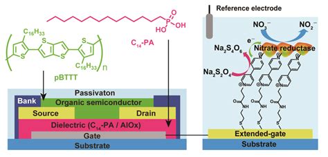 Figure 1 From Selective Nitrate Detection By An Enzymatic Sensor Based On An Extended Gate Type