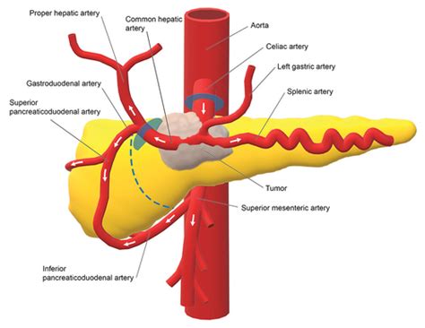 Msm Anatomy Lecture Abdomen Iii Flashcards Quizlet
