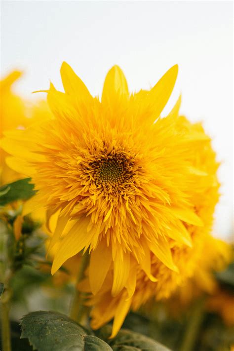 คลังภาพถ่ายฟรีของ กลางแจ้ง Helianthus Helianthus Annuus กลีบดอก กลีบดอกทานตะวัน กลีบดอกสี