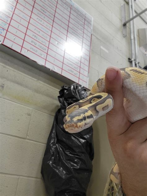 Swollen Eye Suspect Blocked Lacrimal Duct Ball Pythons Morphmarket Reptile Community