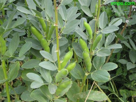 蚕豆图片 蚕豆种植 蚕豆种类 动植物