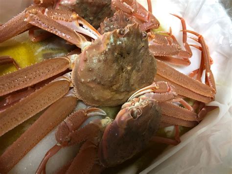 【先行予約】【訳あり】北海道噴火湾産活ずわいがに1 5kg ＜道産ネットミツハシ＞ かに カニ 蟹 ガニ がに 森町 ふるさと納税 北海道