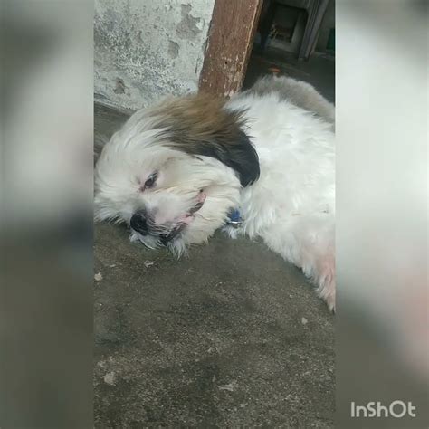 Cecil Sleeping😌😌 Youtube