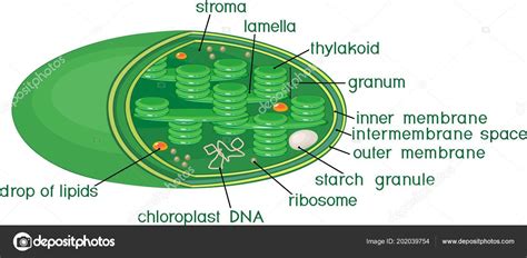 Thylakoid Labeled