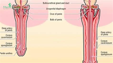 How To Make Penis Bigger Inches In Few Day