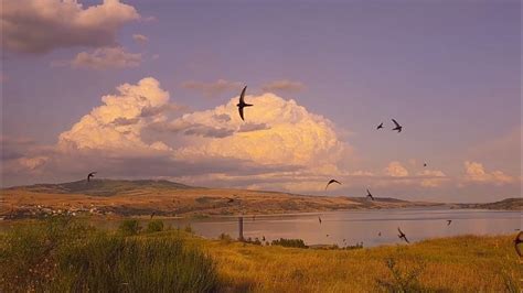 მერცხლების ნავარდი Youtube