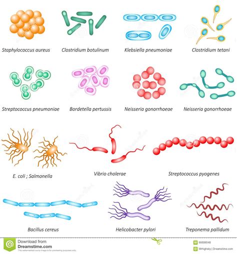 Bacteria Definition Shapes Characteristics Types