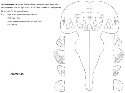 Ppt 04 The Trigeminal System Powerpoint Presentation Free Download