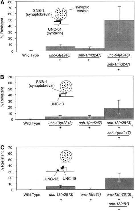 —nonallelic Noncomplementation Occurs Between Genes That Encode Download Scientific Diagram