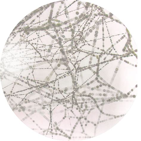 Bioadhesive Technology For Adhesion To Wet Tissue