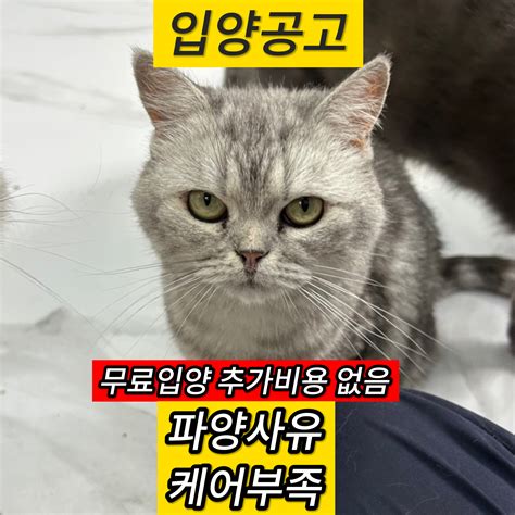 강아지분양 다온 입양센터 고양이분양 애견 무료분양 강아지파양 고양이파양 유기견보호소 유기묘보호소