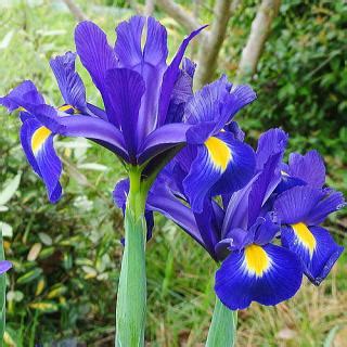 ダッチアイリス 新花と緑の詳しい図鑑