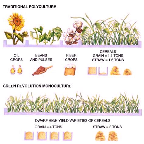What Are Dominant Plant Species In The Environment At Jeannie Wilson Blog