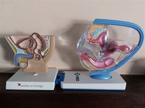Astellas Pharma MSD Anatomical Models Sex Organs M F Catawiki