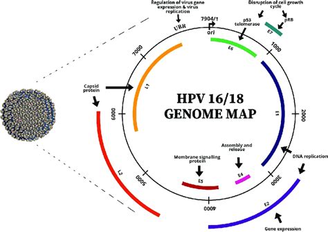 The Virion And Genome Map Of Human Papillomavirus Hpv Adapted From Download Scientific