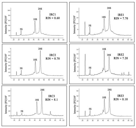 Electropherograms Of Rna Isolated From Root Tissues Rna Was Extracted