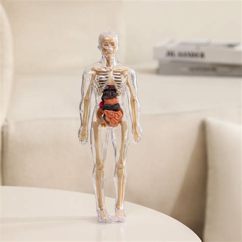 Sciblaz™ Clear Human Body Structure Model Miraystore
