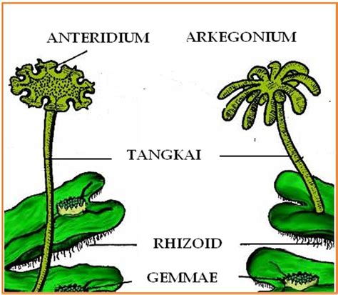 Biologi Gonzaga Metagenesis Lumut Paku