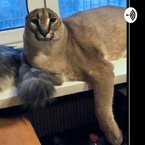 „caveman Noises Unga Bunga Podcast Apple Podcasts