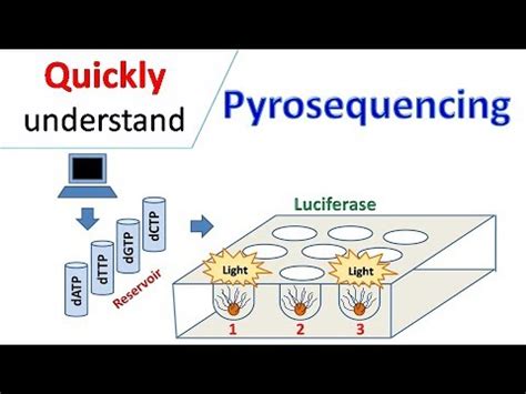 Pyrosequencing YouTube