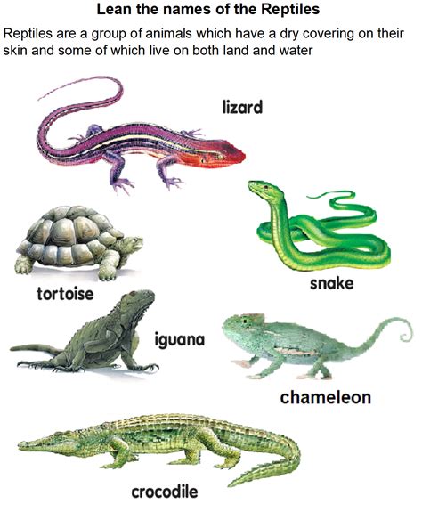 What Are The Four Types Of Reptiles Socratic Artofit