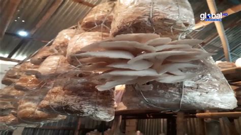 কুড়িগ্রামের কৃষিতে আশা জাগিয়েছে মাশরুম চাষ Global Tv News Youtube