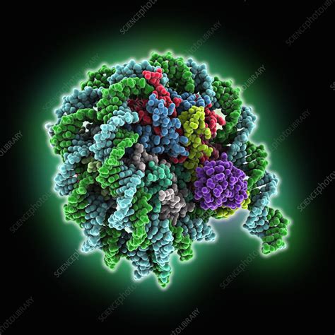 Nucleosome Complexed With Dnmt3a Molecular Model Stock Image C060 0736 Science Photo Library