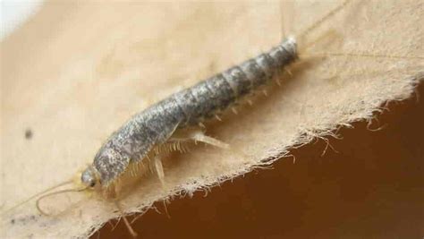 Do Silverfish Ever Go Away Naturally Pests Exterminators