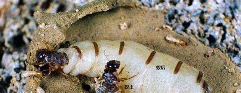 在蚁后死后，蚁群是怎么选举蚁后的？说出来你可能不信