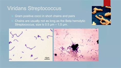 Gram Stains 2021 Ppt