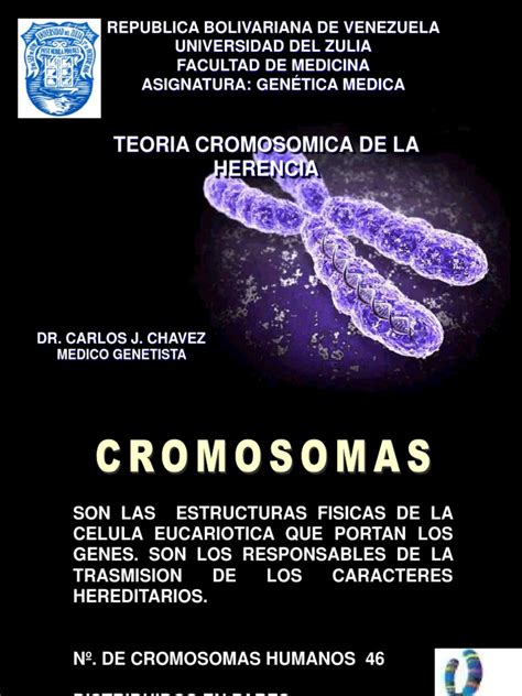 Descubre La Teoría Cromosómica La Clave De La Herencia Genética