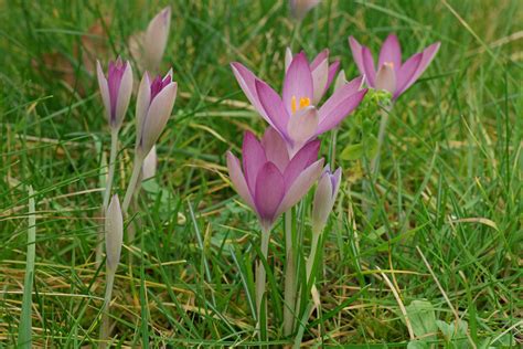 Crocus Tommasinianus Roseus