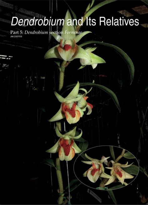 Dendrobium And Its Relatives Part 5 Dendrobium Section Formosae American Orchid Society