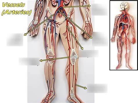 Arteries Pt 2 Diagram Quizlet