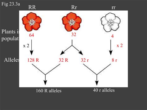 11 Hardy Weinberg Principle Ppt Genetics Ppt