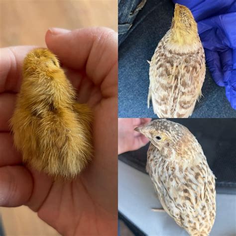 Color Id Feather Sexable R Quails