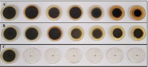 Utilizing Boron To Improve Sugarbeet Yield Quality And Cercospra Leaf