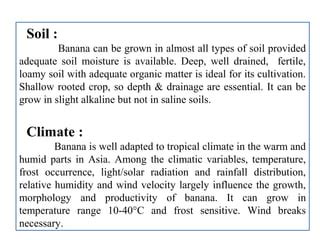 B Sc Agri I Po H Unit Cultivation Practices Of Banana PPT Gardening Home Garden