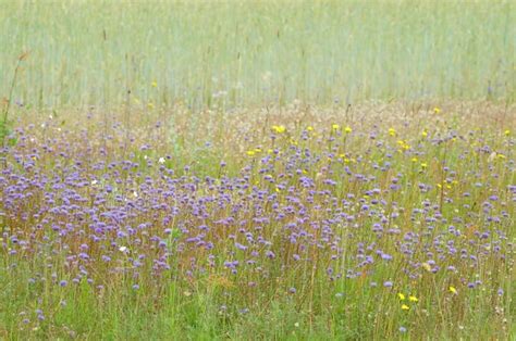 Premium Photo Flowers On The Edge Of The Field