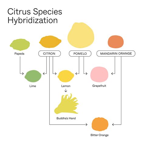 Citrus Fruit Hybrid Chart At Joseph Starr Blog