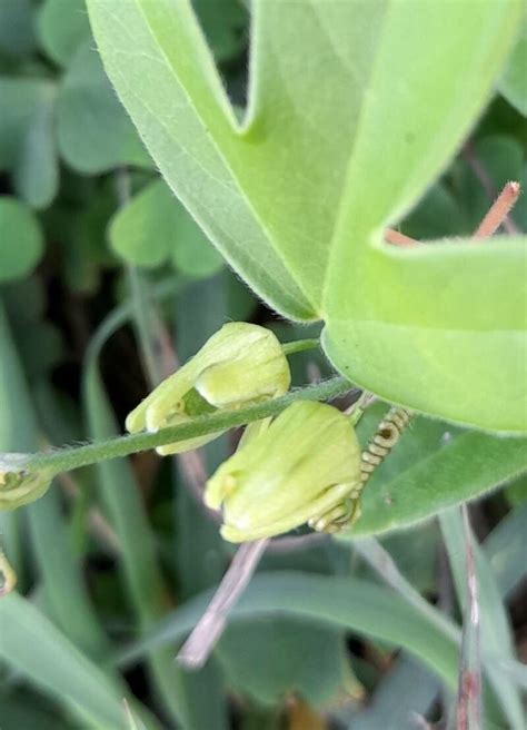Passiflora Suberosa L Cork Passionflower World Flora Plntnet
