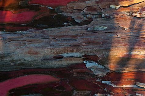 Texture Of Red Tree Bark Stock Image Image Of Color
