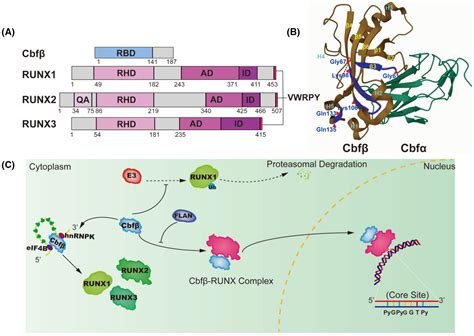 Cbfβ A Key Regulator In Skeletal Stem Cell Differentiation Bone Development And Disease