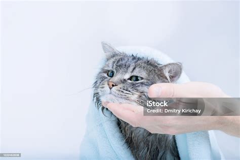 큰 눈으로 푸른 수건에 싸여 목욕 후 재미 웃고 젖은 회색 태비 귀여운 새끼 고양이 그냥 회색 배경에 사랑스러운 푹신한 고양이를 씻어 가축에 대한 스톡 사진 및 기타 이미지